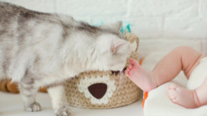 How to Introduce My Cat to a Baby | Happy Human Pacifier